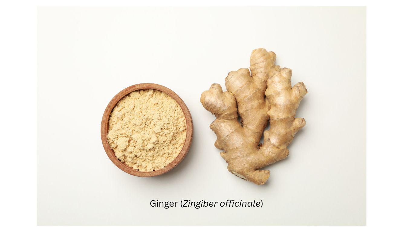 Ginger: Ancient Remedy Meets Modern Science – Zen Life Reviews